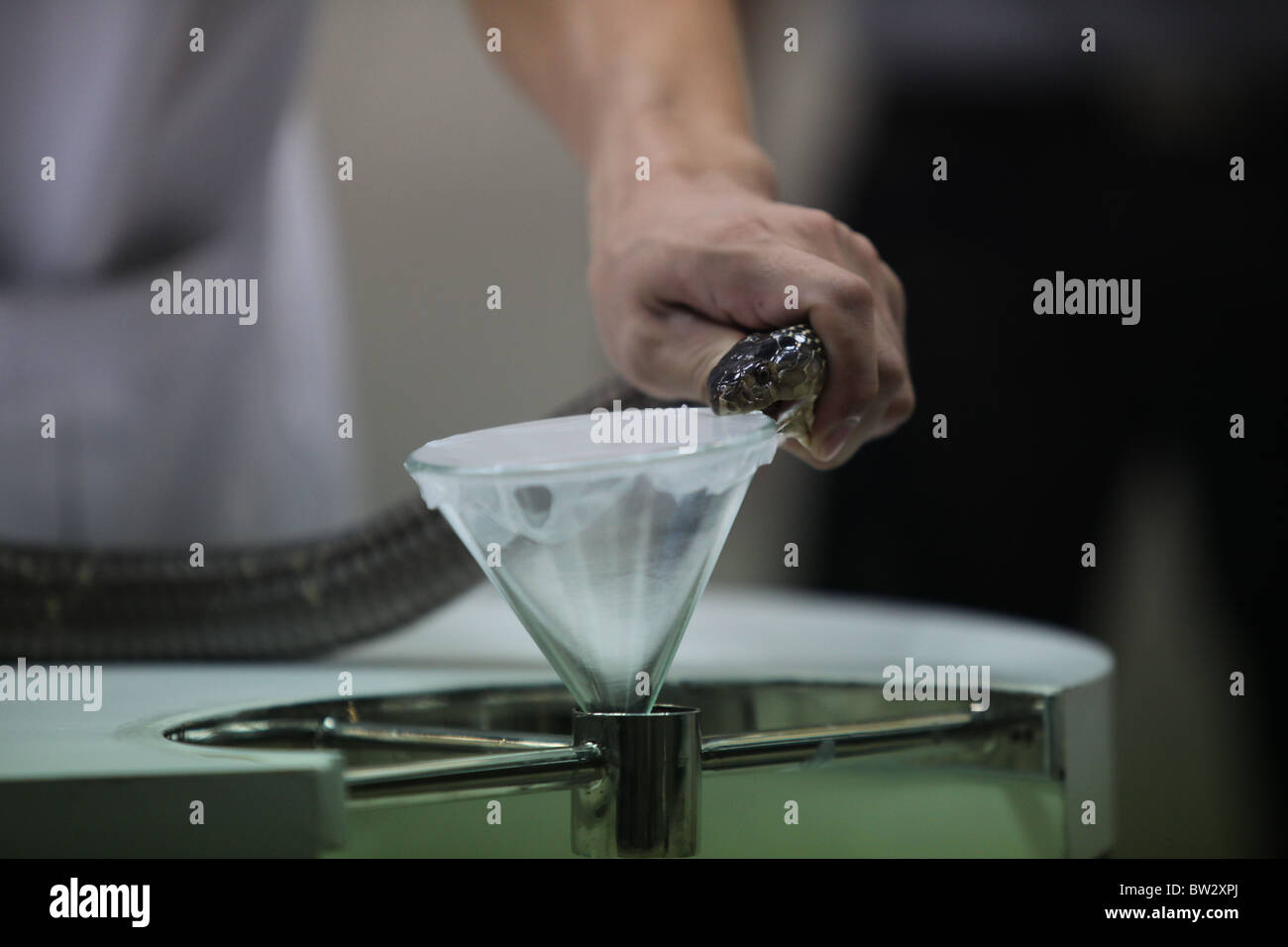 A snake has venom extracted at the Pasteur Institute Snake Farm, part ...