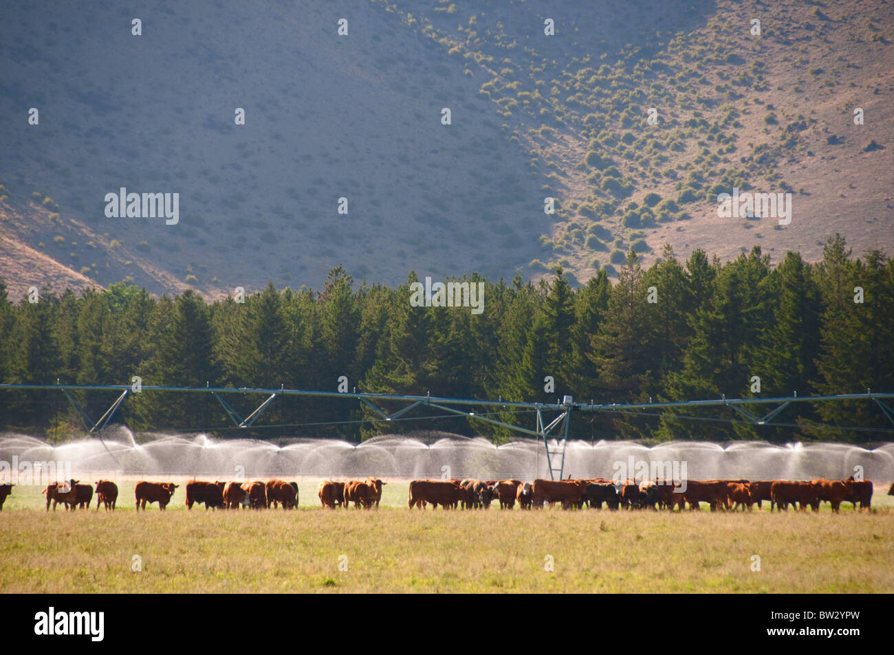 New zealand mount cook sheep hi-res stock photography and images - Alamy