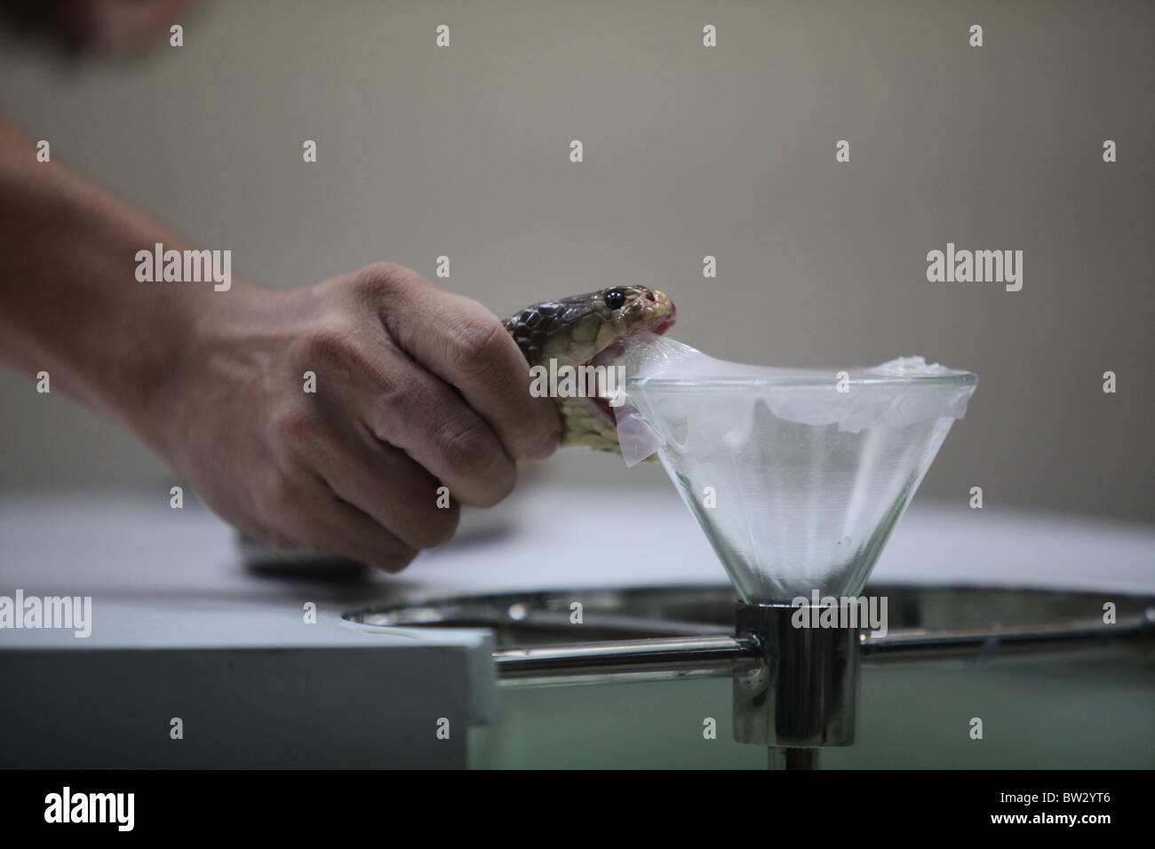 A snake has venom extracted at the Pasteur Institute Snake Farm, part ...