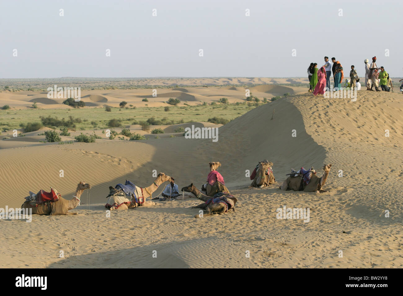 Camels at the Sam sand dunes, Jaisalmer, Rajasthan, India Stock Photo ...