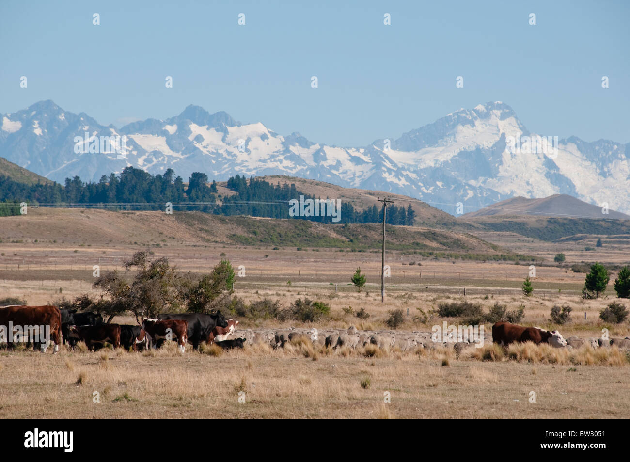 Cows,Sheep Grazing,Mount Cook,Aoraki/Mt Cook,Mt Cook National Park ...