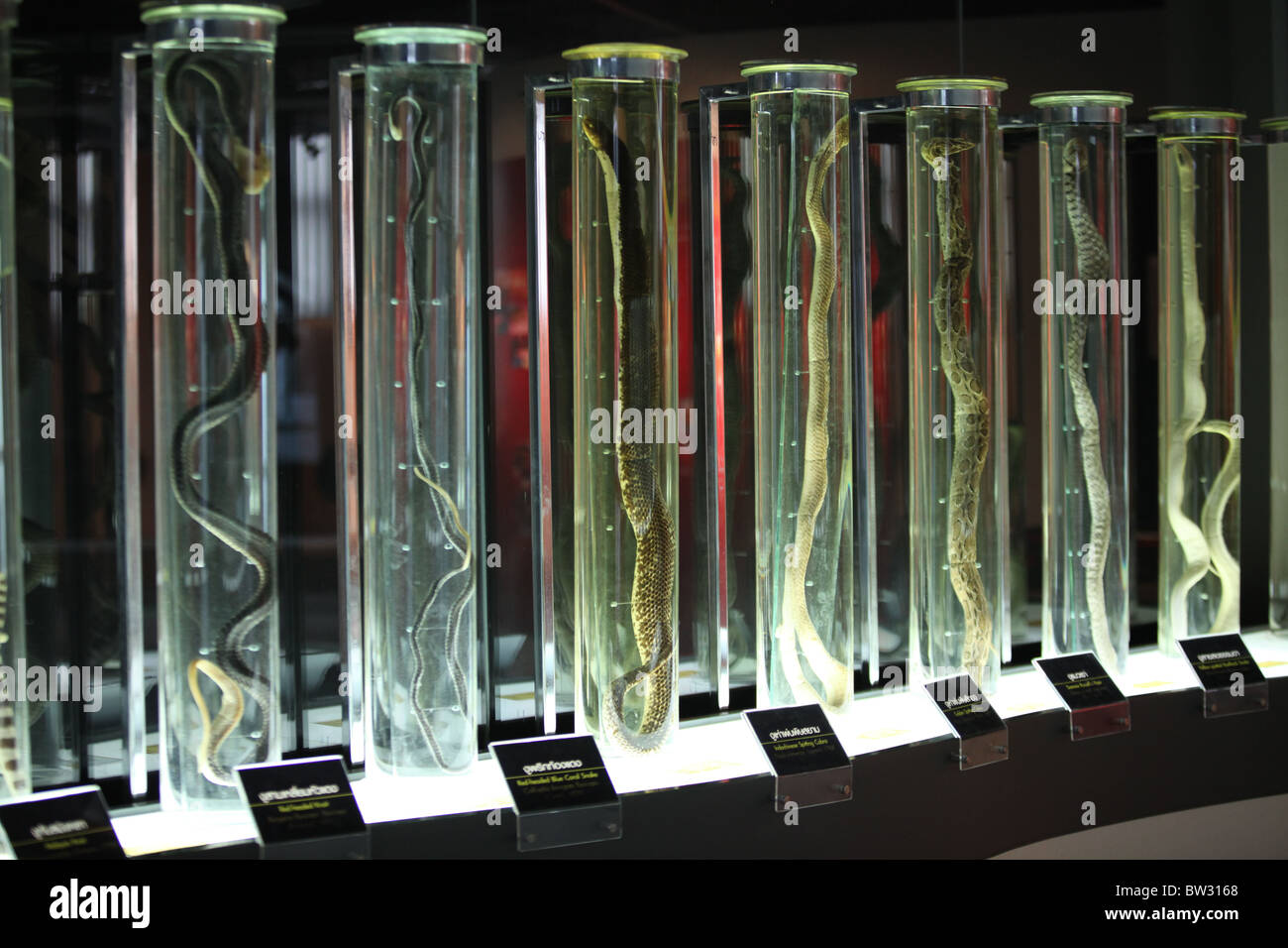 Snake samples on display at the Pasteur institute Snake Farm, part of ...