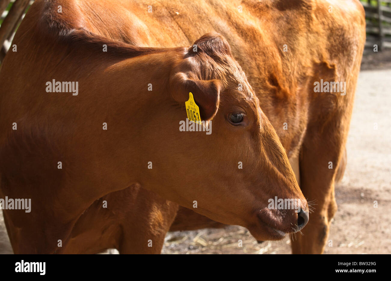A cow with a label in the ear Stock Photo - Alamy