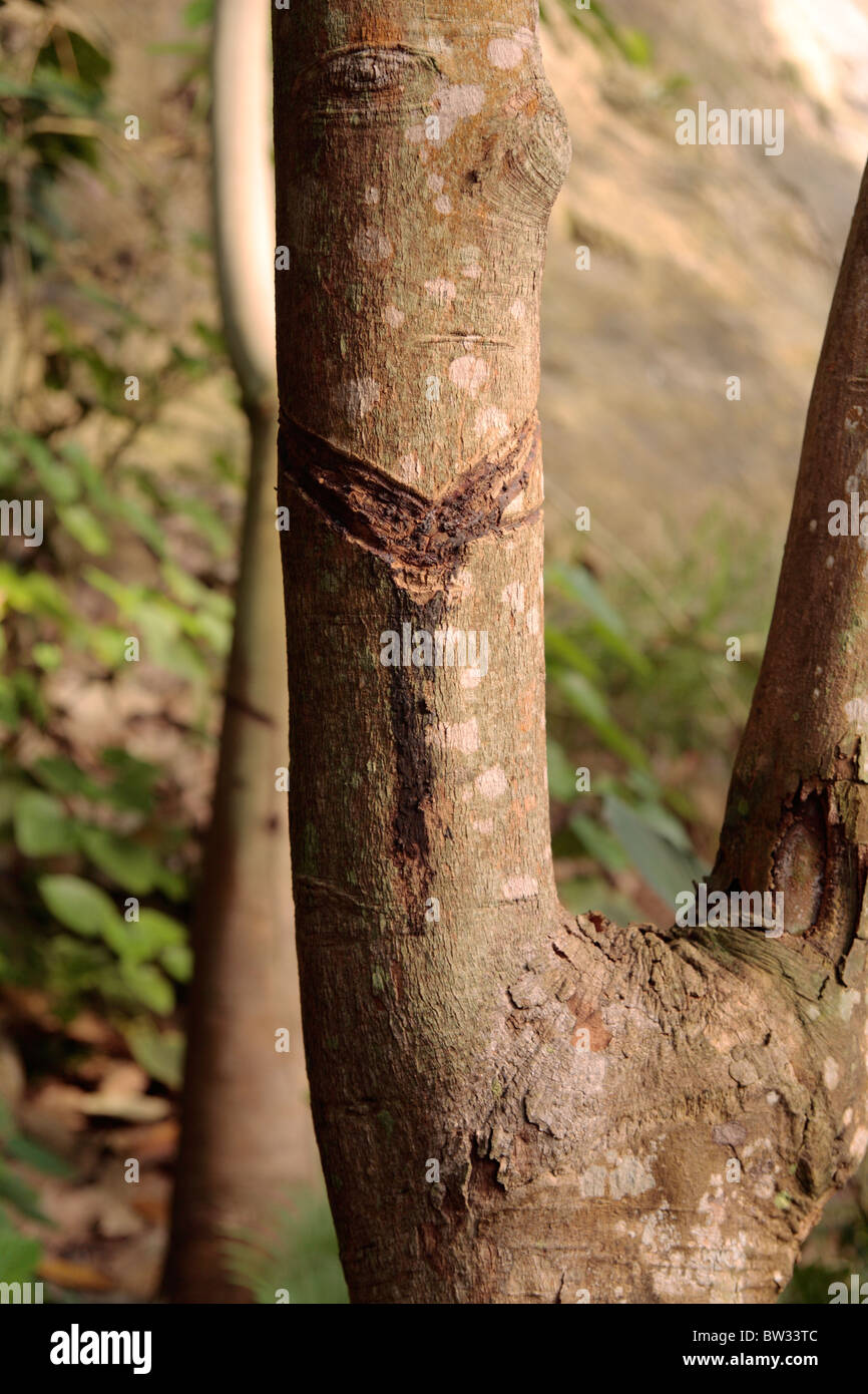 Rubber trees tapping hi-res stock photography and images - Alamy