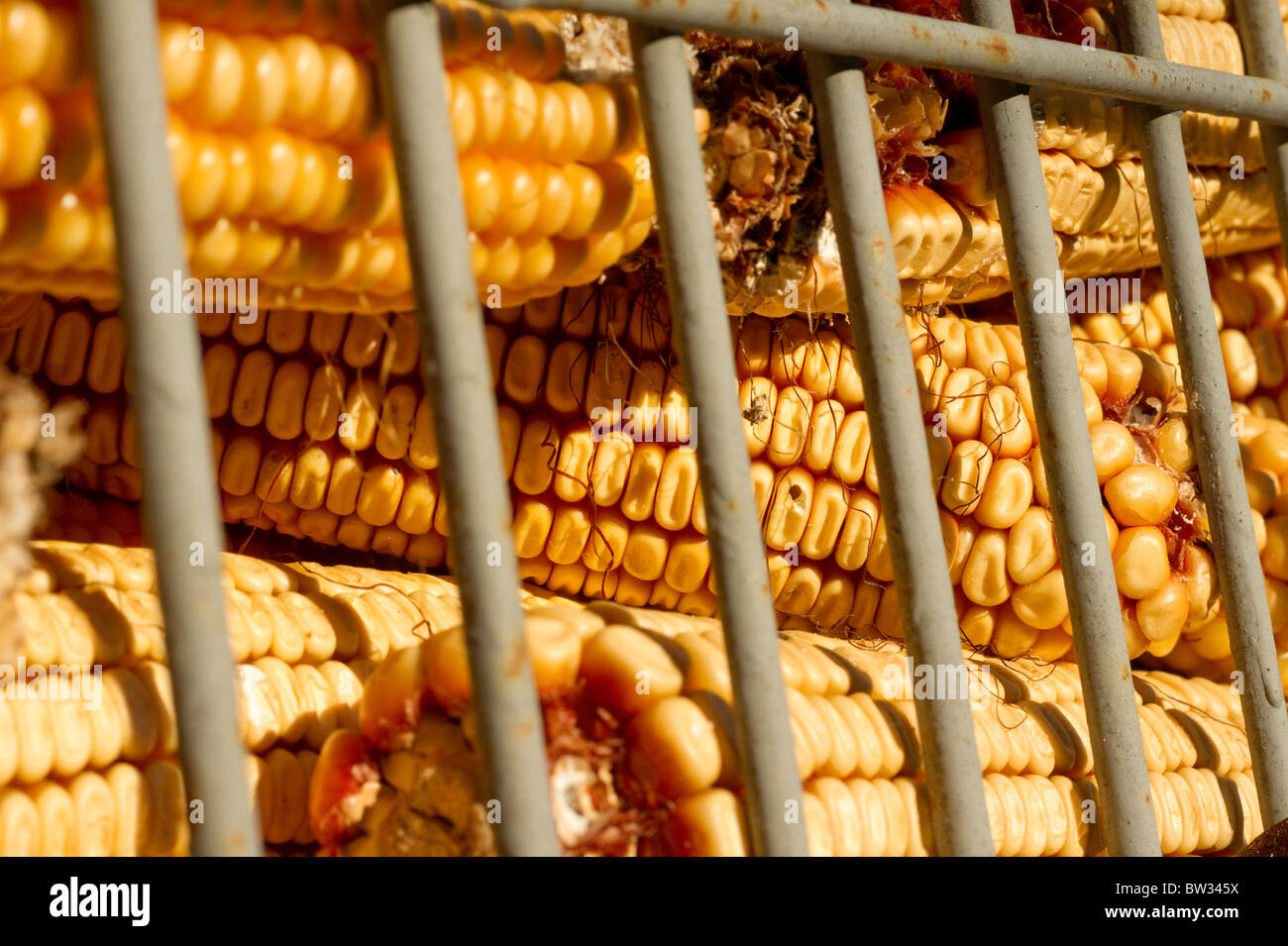 Corn in cob closeup Stock Photo - Alamy