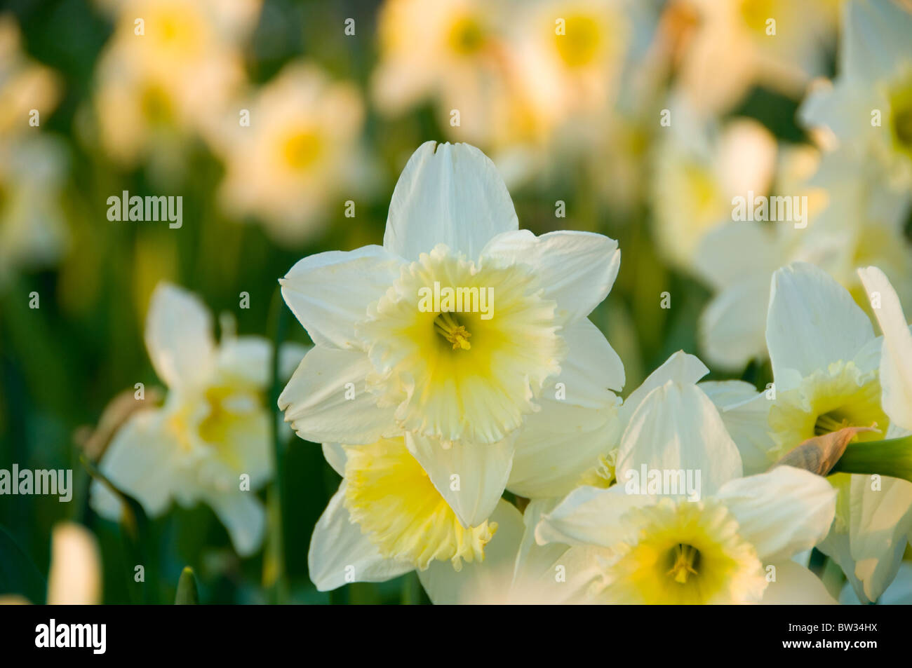 Daffodil hi-res stock photography and images - Alamy
