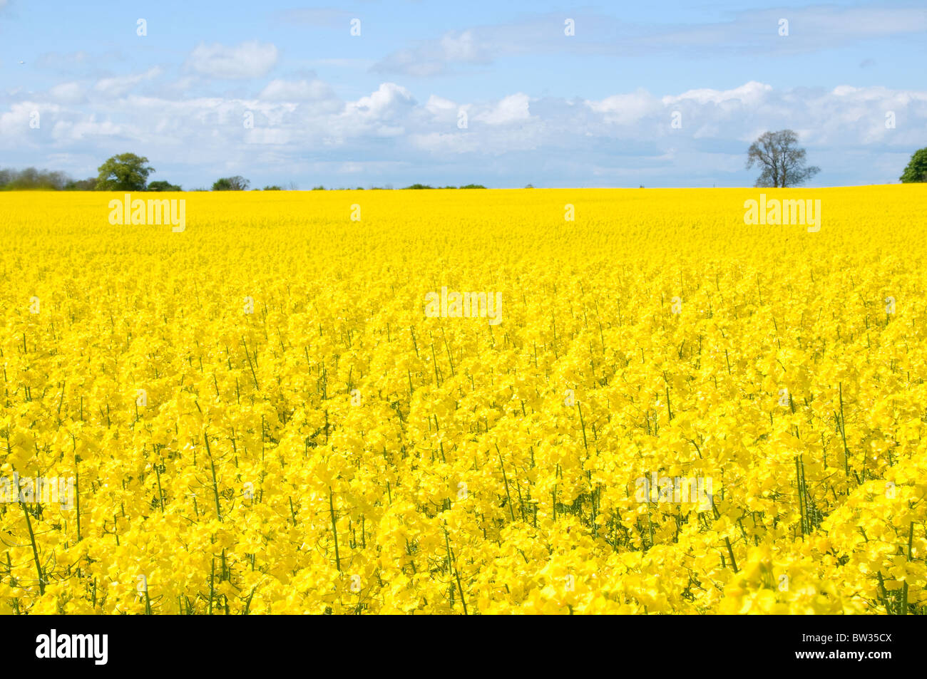 canola , rapeseed field Stock Photo - Alamy
