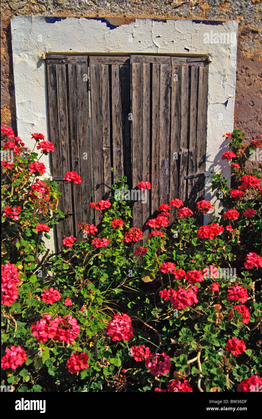 A shuttered window with red roses in Provence Stock Photo - Alamy