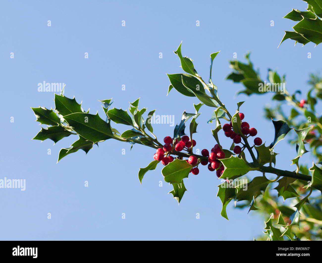 holly tree with berries Stock Photo - Alamy