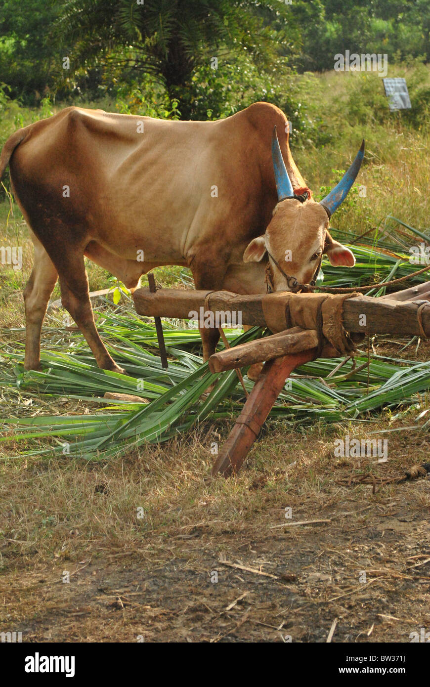 Strong bull hi-res stock photography and images - Alamy