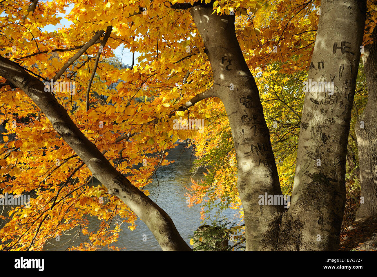 Autumn tree with carvings in the trunk, Munich, Germany Stock Photo - Alamy