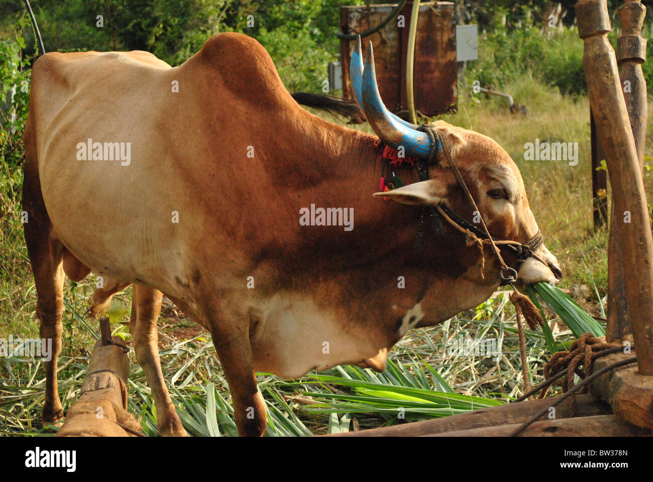 Bull eating hi-res stock photography and images - Alamy