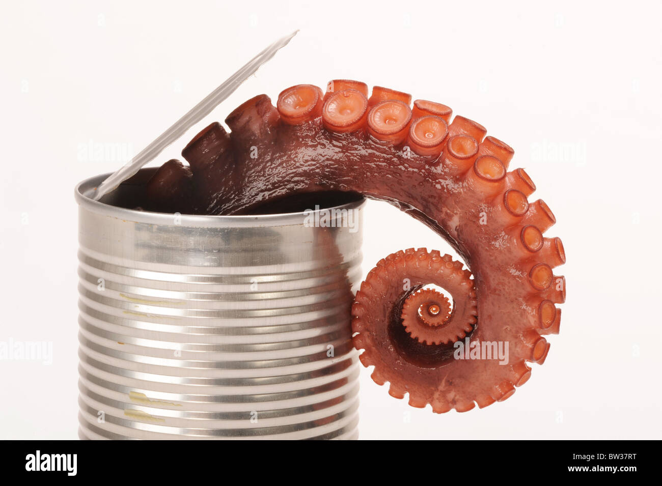 Octopus tentacle hi-res stock photography and images - Alamy