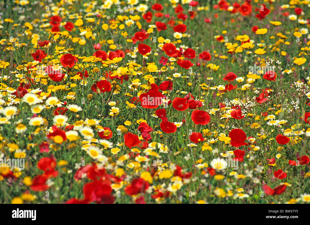 Poppies on summer meadow hi-res stock photography and images - Alamy