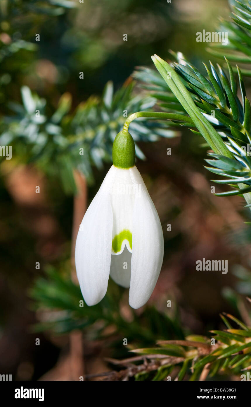 Single snowdrop flower amongst juniper leaves, Devon UK Stock Photo - Alamy