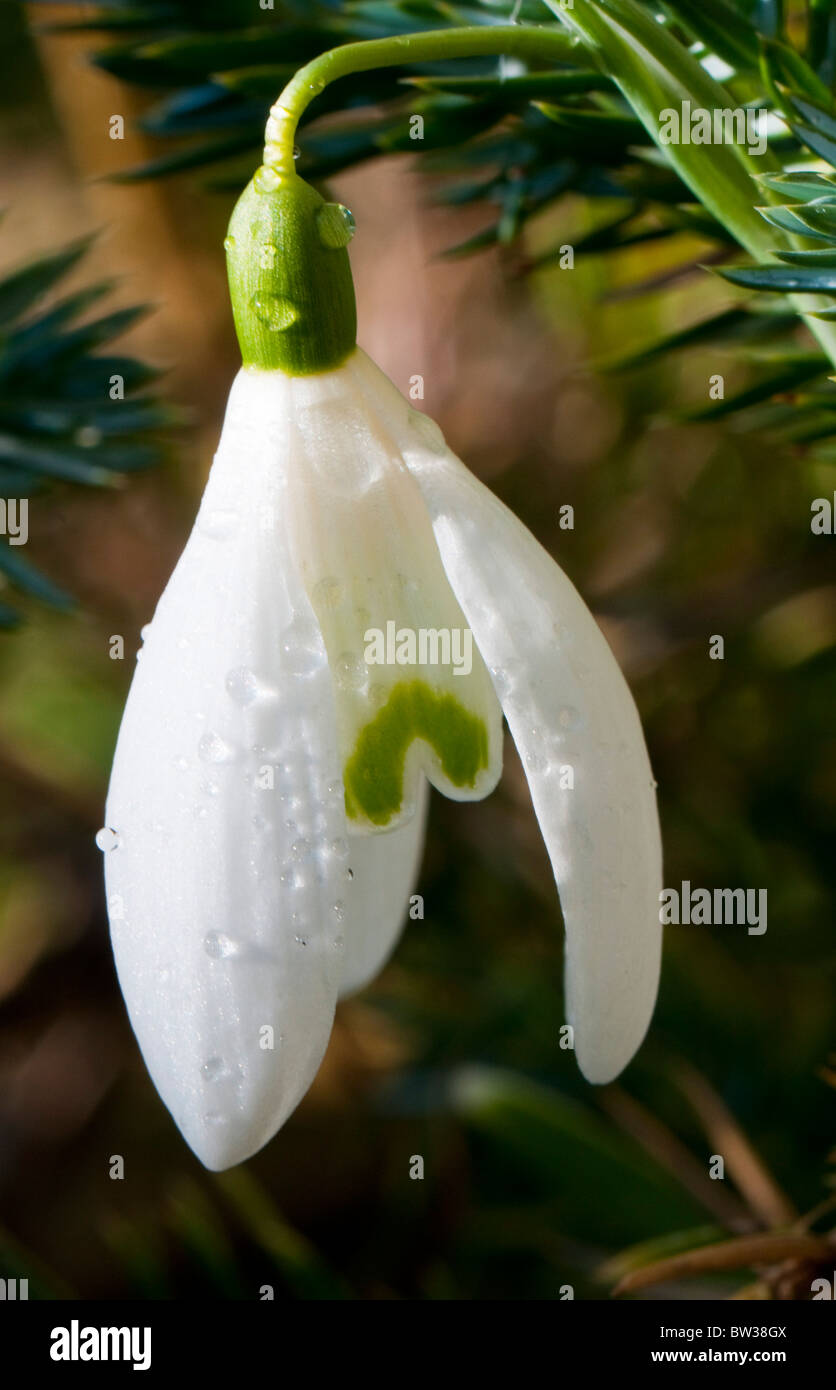 Single snowdrop flower covered in dew, Devon UK Stock Photo - Alamy