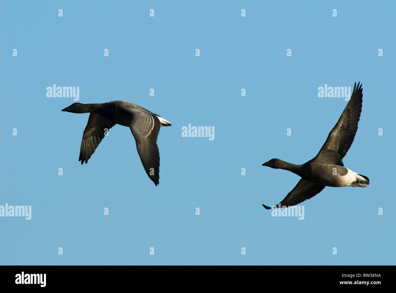 A Pair of Dark-bellied Brent Geese (Branta bernicla) in flight at ...