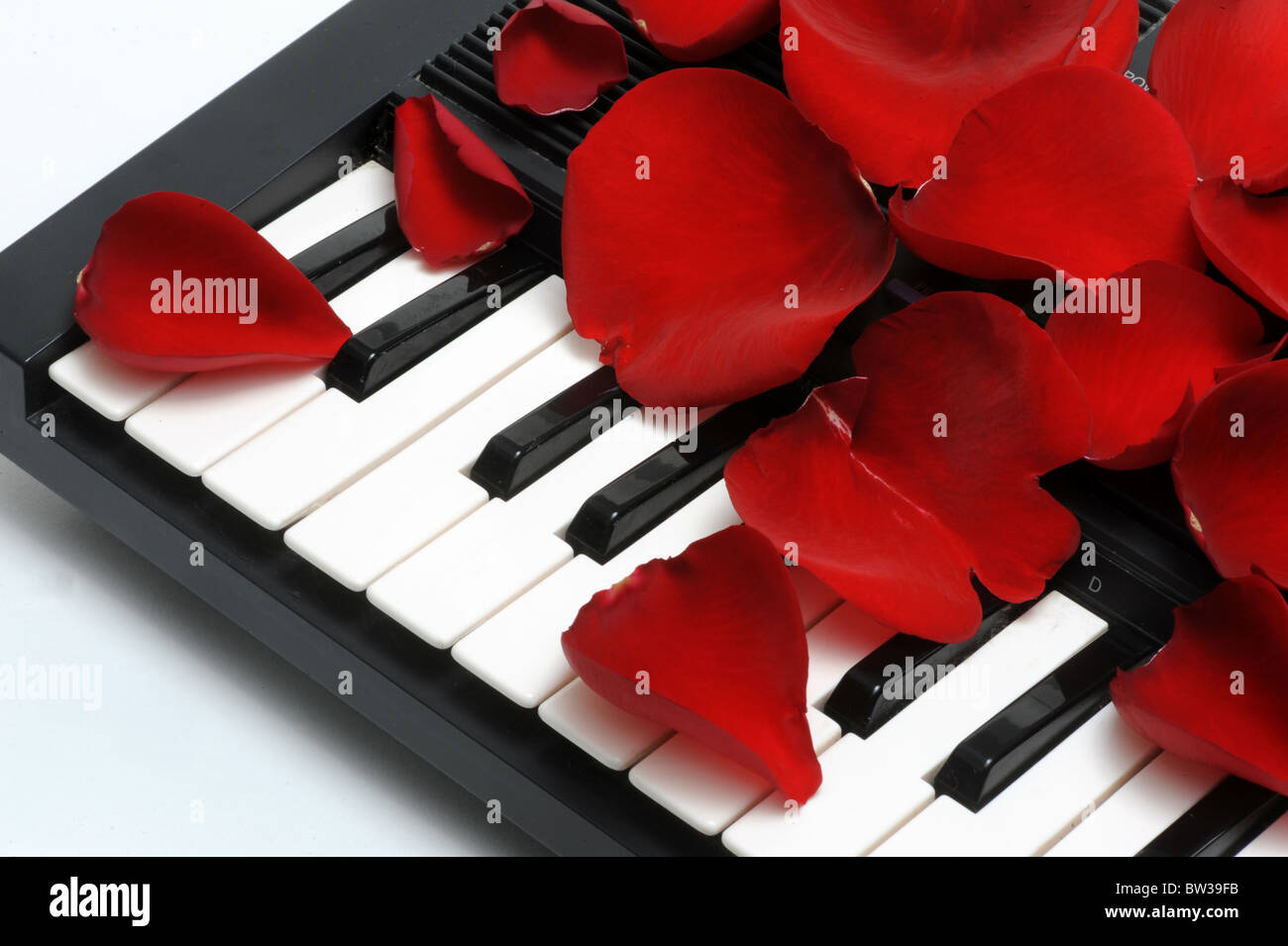 Red rose on key board Stock Photo - Alamy