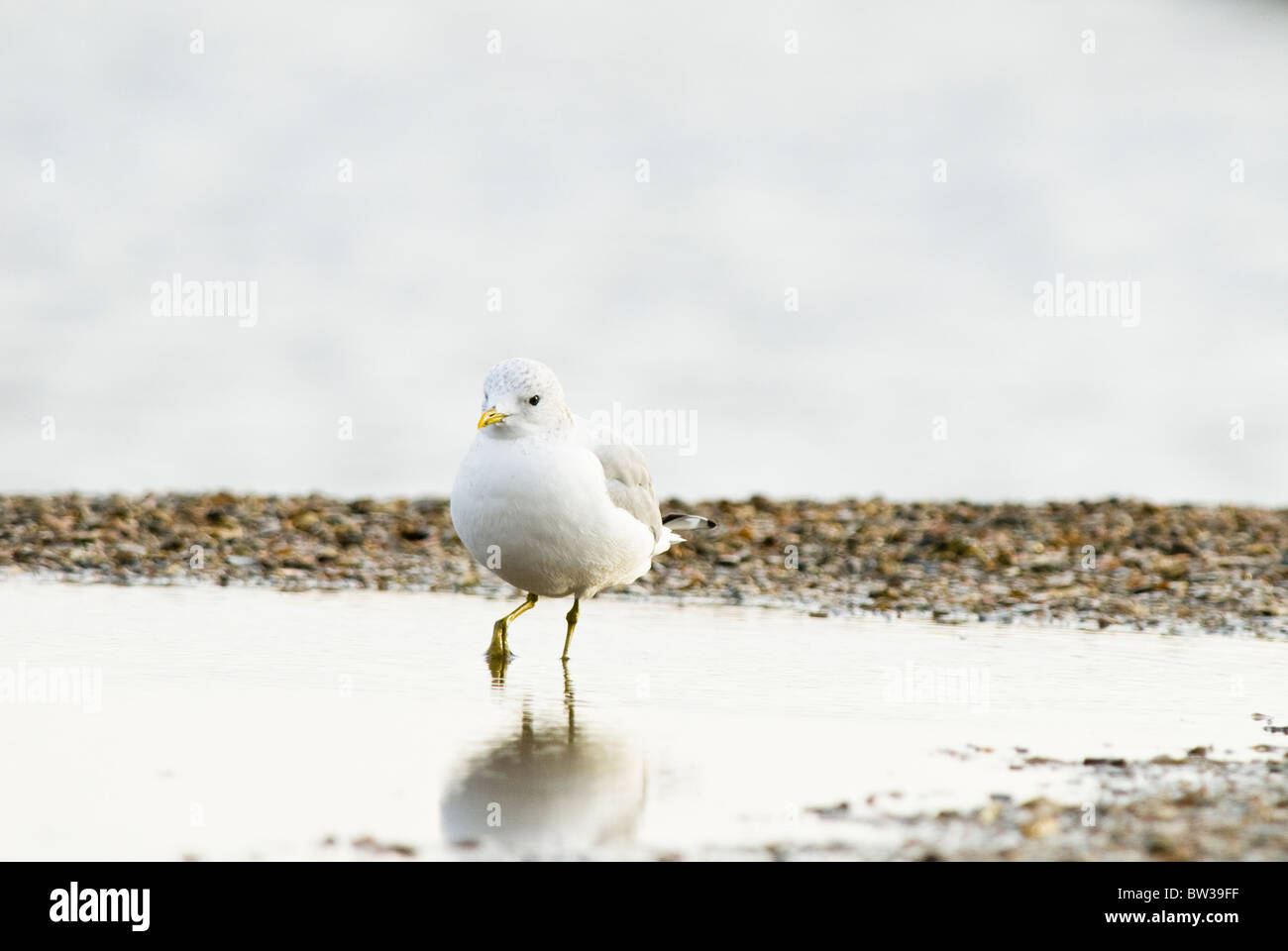 A Common Gull (Larus canus) in winter plumage Stock Photo - Alamy