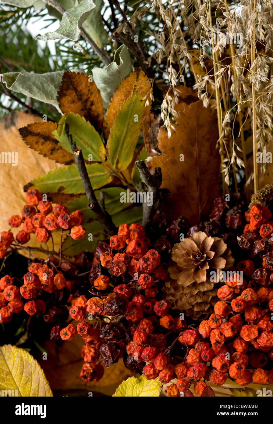 Autumn colors, dried composition of leaves and plants Stock Photo - Alamy