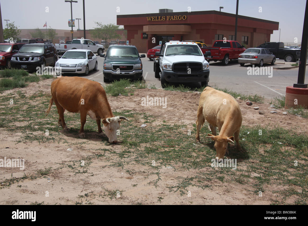 Arizona cattle farm hi-res stock photography and images - Alamy
