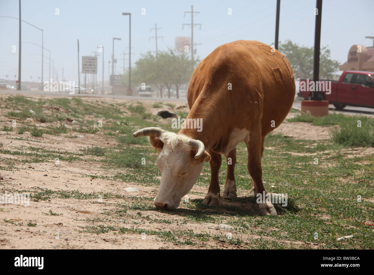 Cow grazing roadside near strip mall with Burger King in Chinle ...