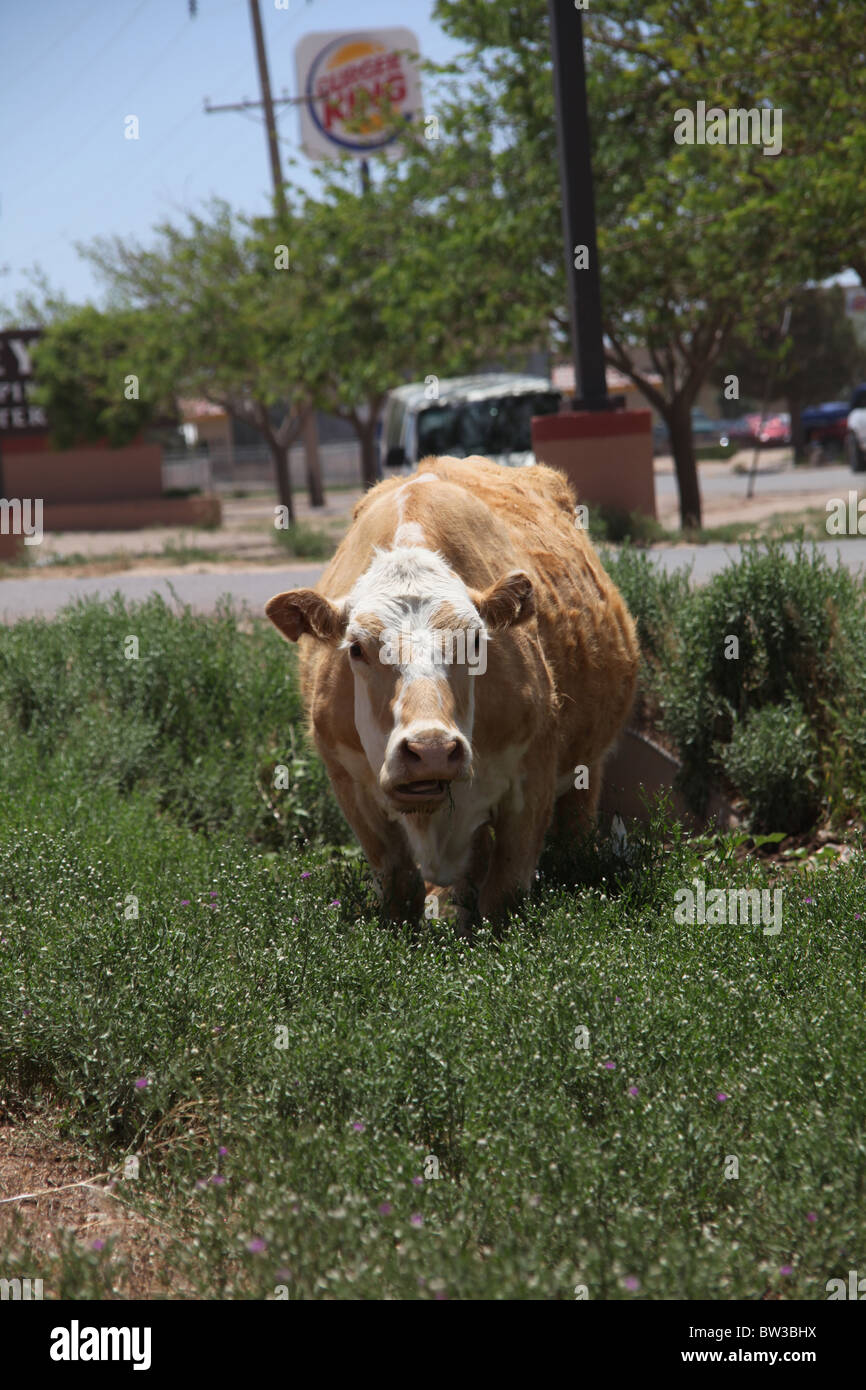 Cow grazing roadside near strip mall with Burger King in Chinle ...