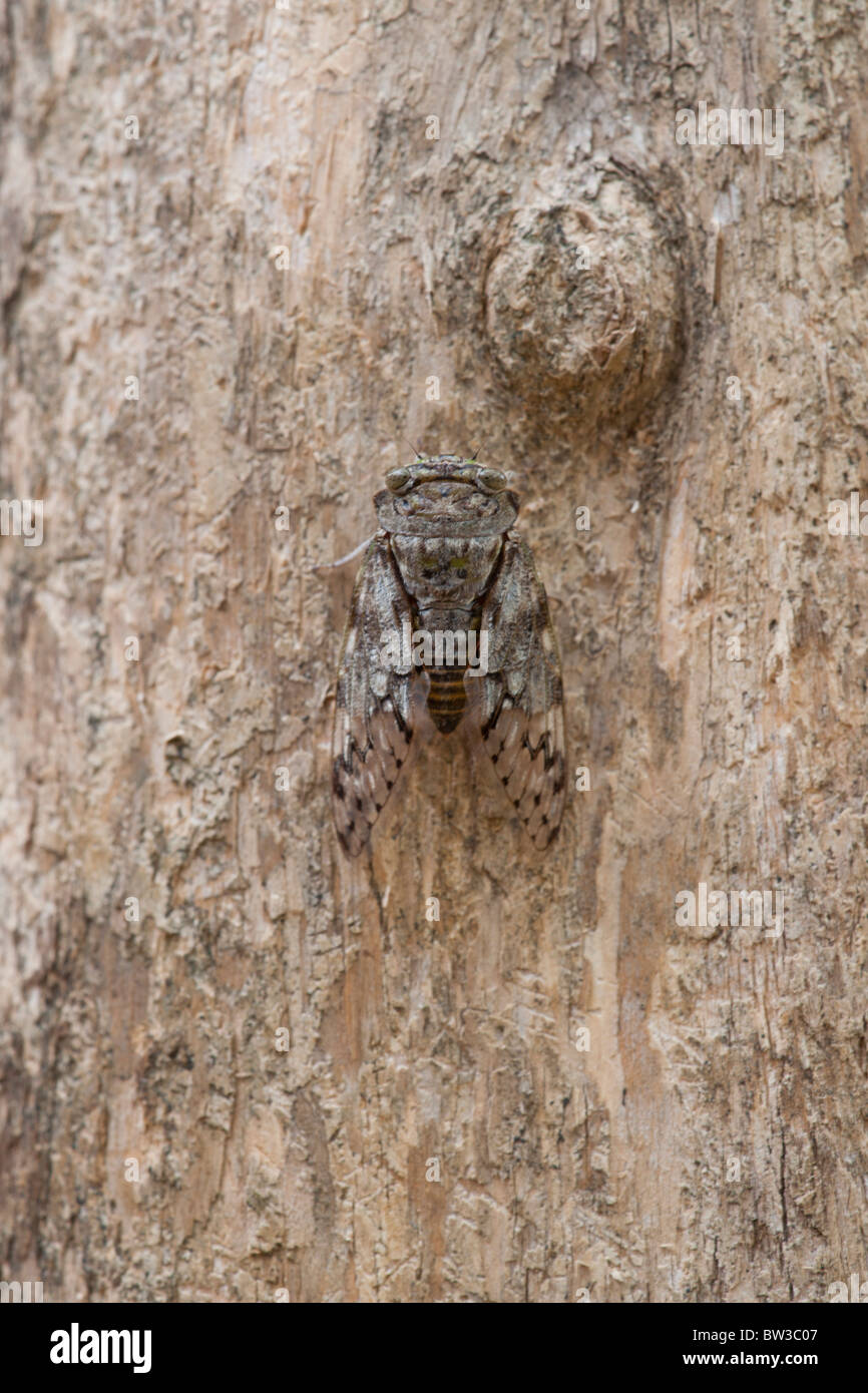 Cicada beetle on tree bark Stock Photo - Alamy