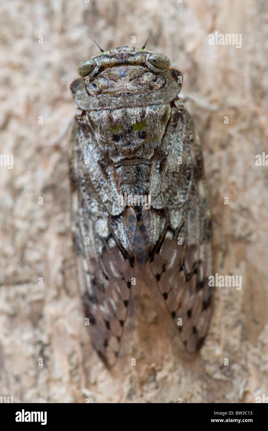 Close up of cicada beetle on tree bark Stock Photo - Alamy