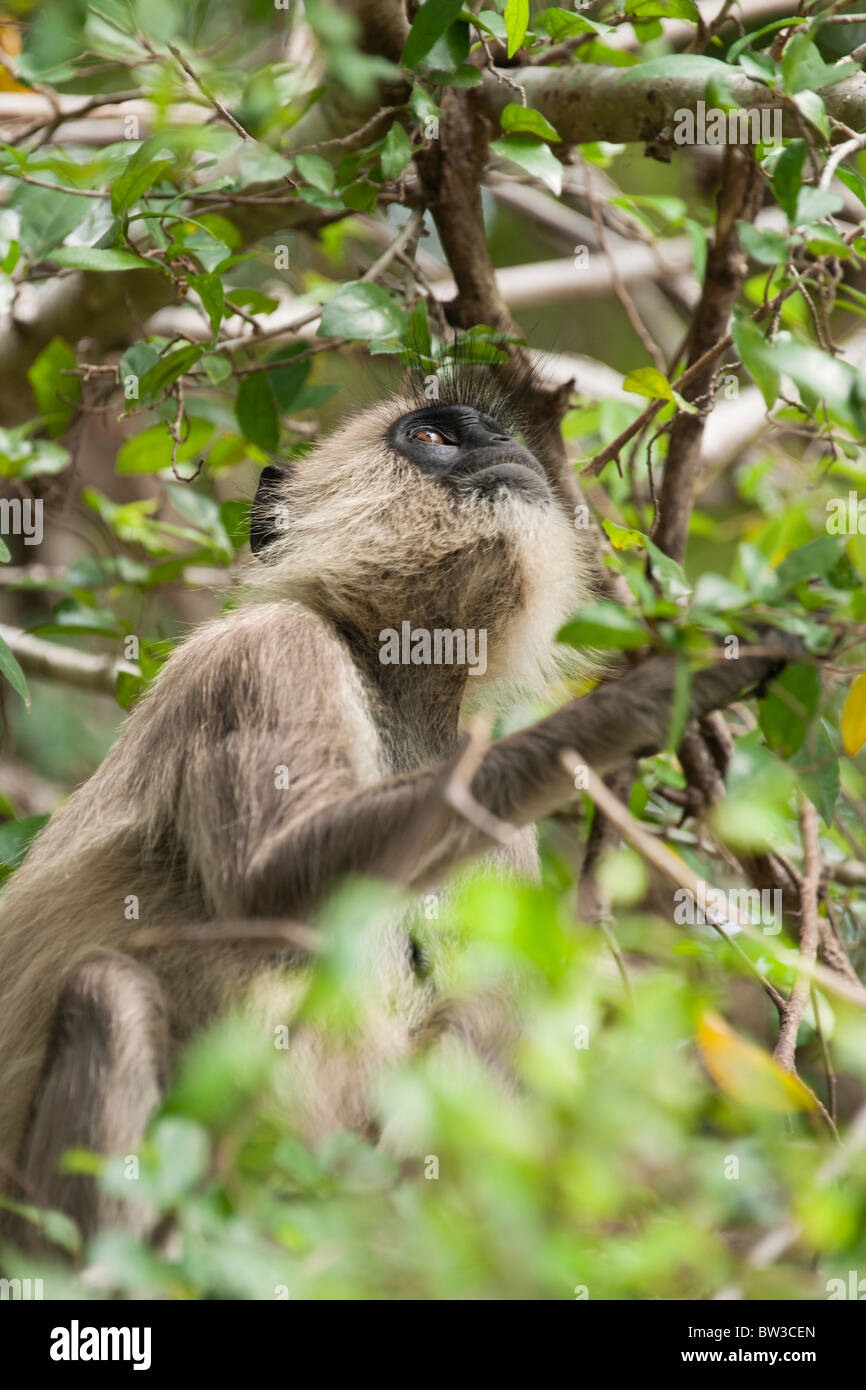 Grey monkey hi-res stock photography and images - Alamy