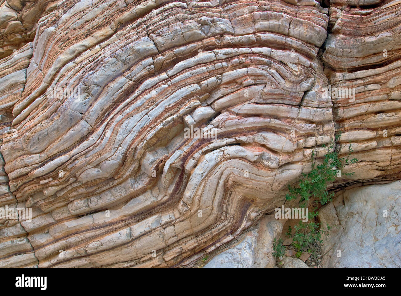 Boquillas formation limestone and shale twisted layers in Ernst Canyon ...