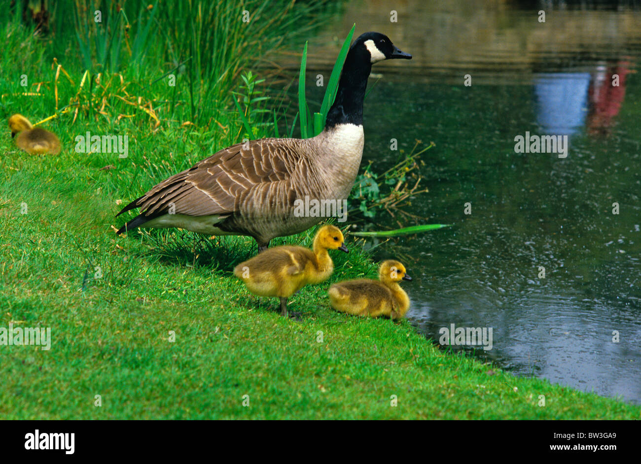 A female Canada goose with chicks on the edge of a pond Stock Photo - Alamy