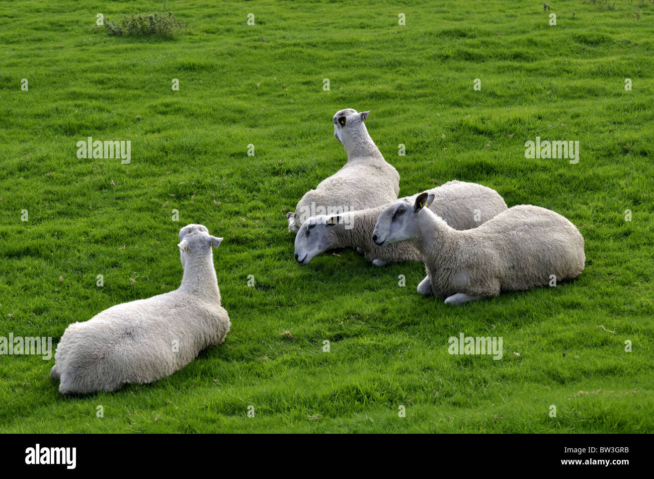 Sheep in Yorkshire Dales National Park Stock Photo - Alamy