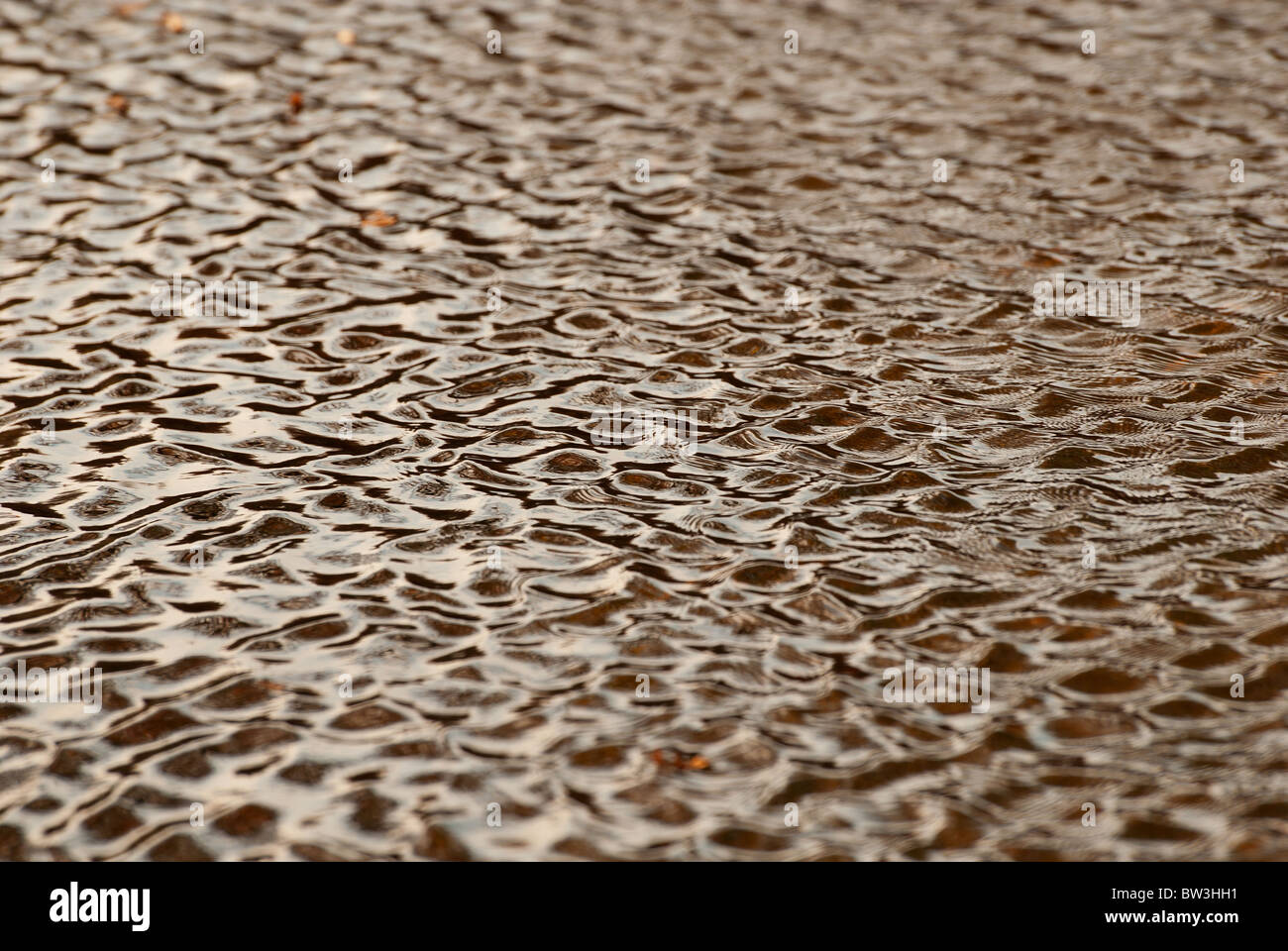 ripples on a deep pond full of peat and nutrient rich water created by ...