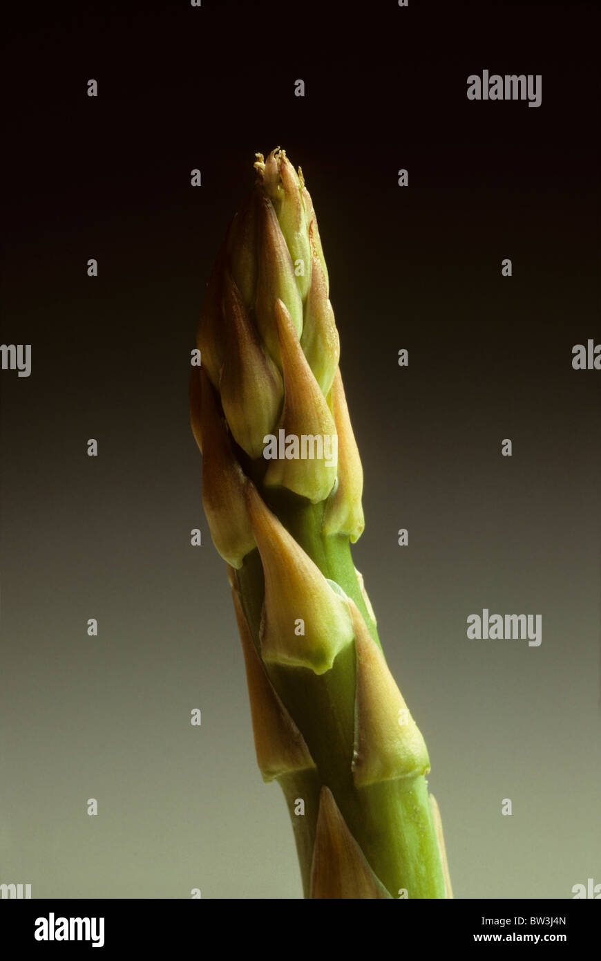 Single spear of asparagus vertical Stock Photo - Alamy