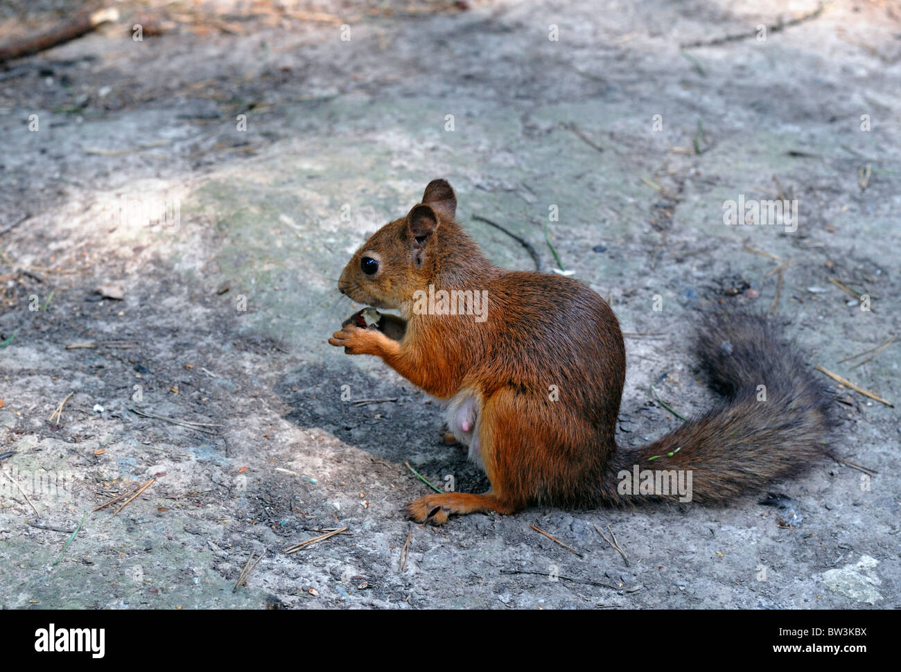 Squirrel tail hi-res stock photography and images - Alamy