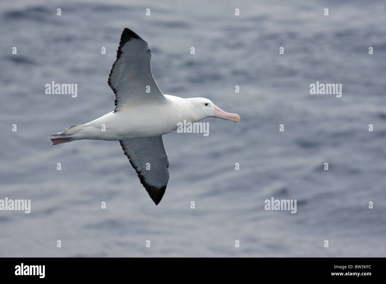 Wandering albatross flying over seas hi-res stock photography and ...