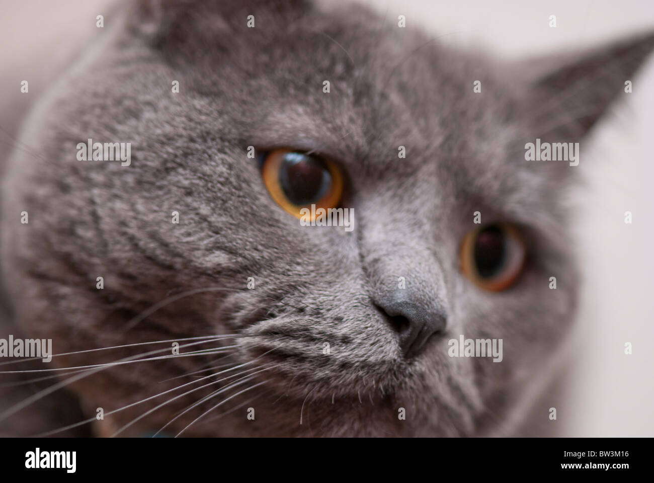 Cat on a very expressive behaviour, Italy Stock Photo - Alamy