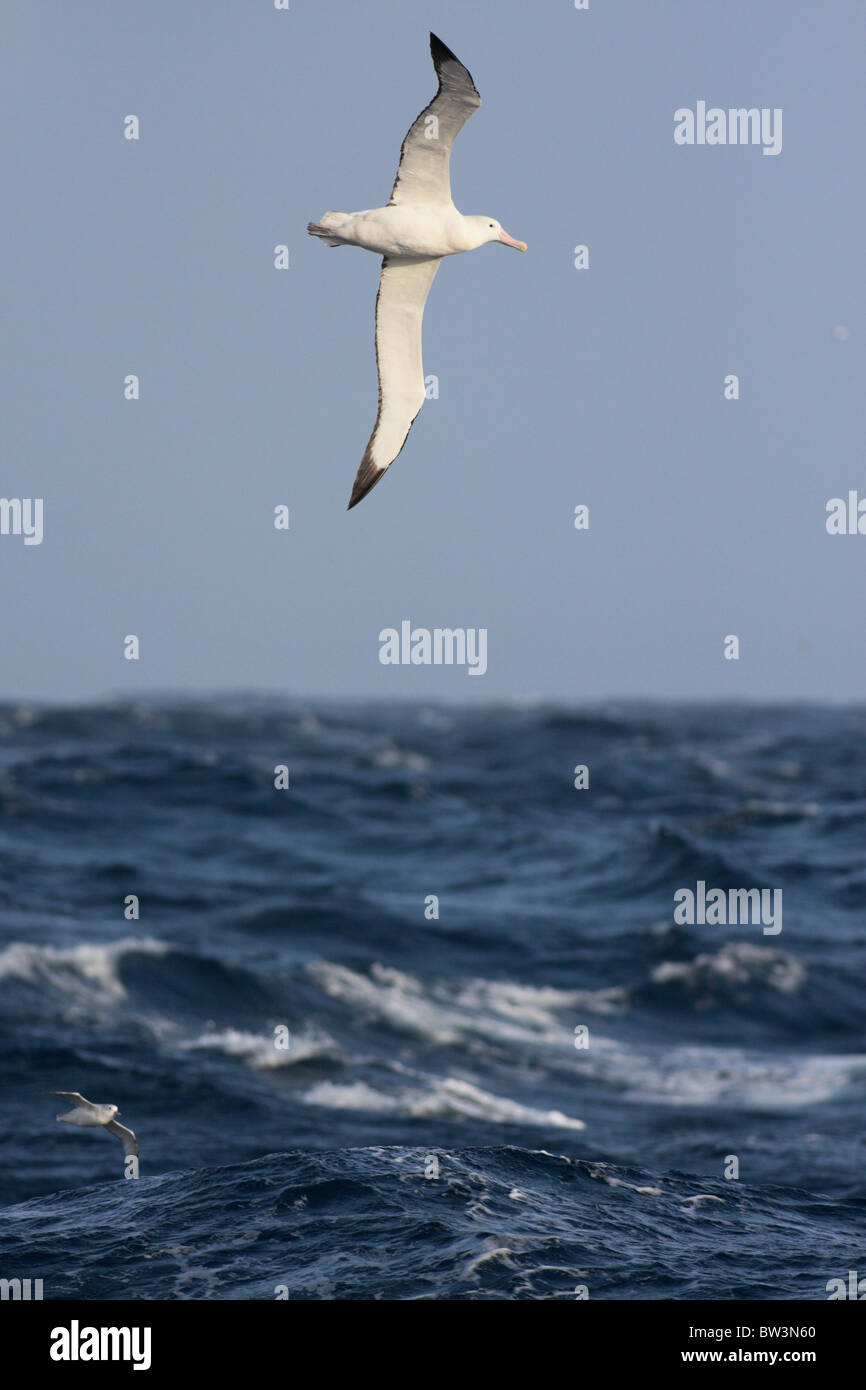wandering albatross flying over stormy seas Stock Photo - Alamy