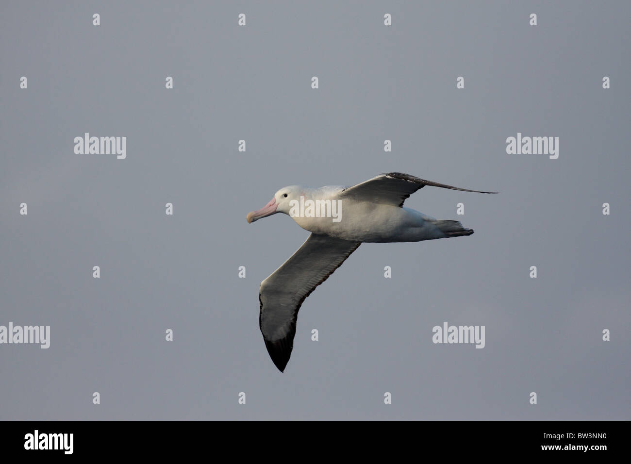 wandering albatross flying over stormy seas Stock Photo - Alamy