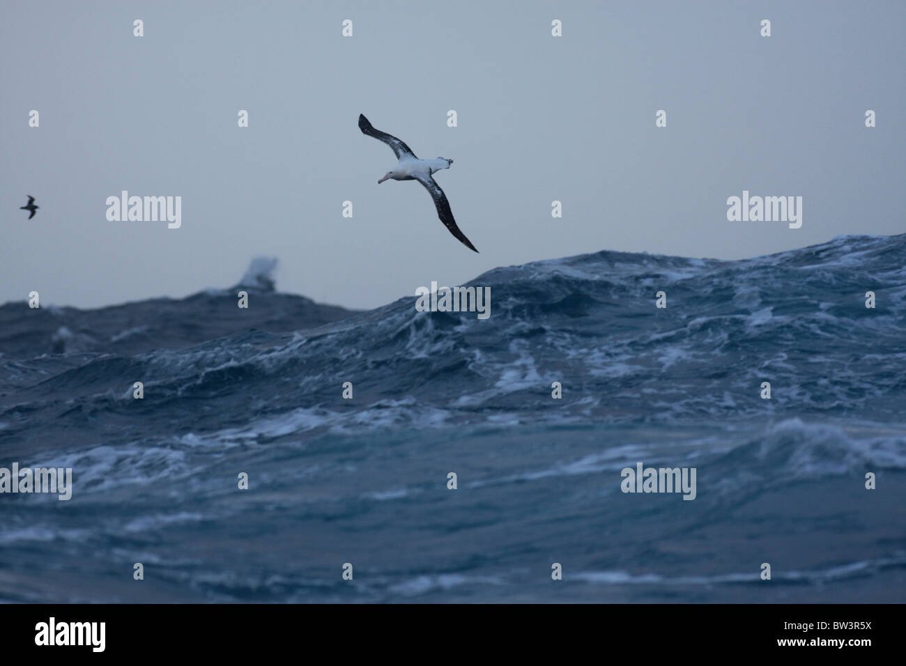 wandering albatross flying over stormy seas Stock Photo - Alamy