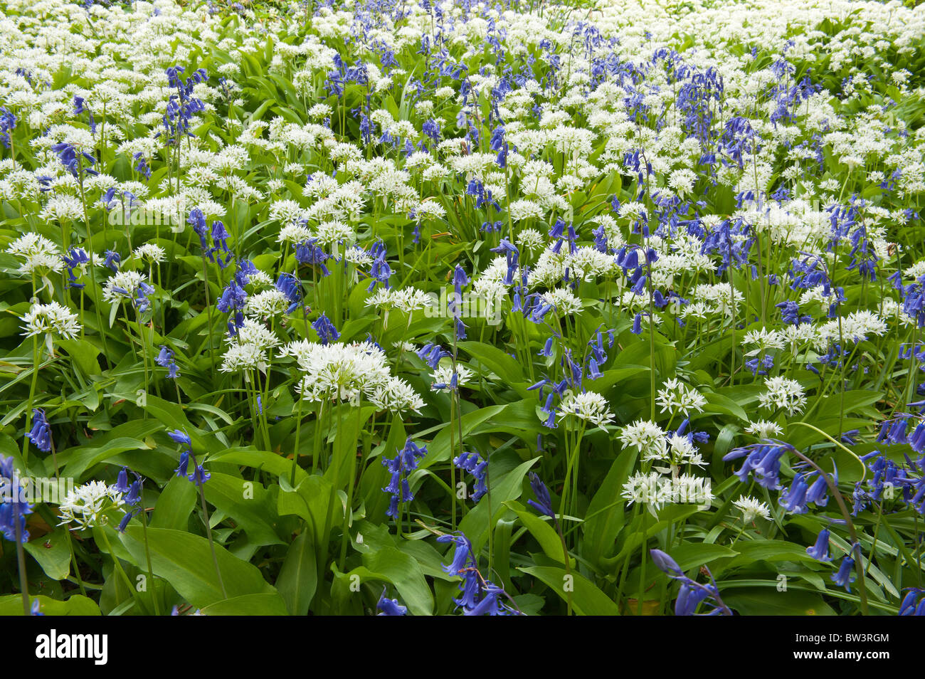 Wild garlic Allium ursinum on chalkland Stock Photo - Alamy