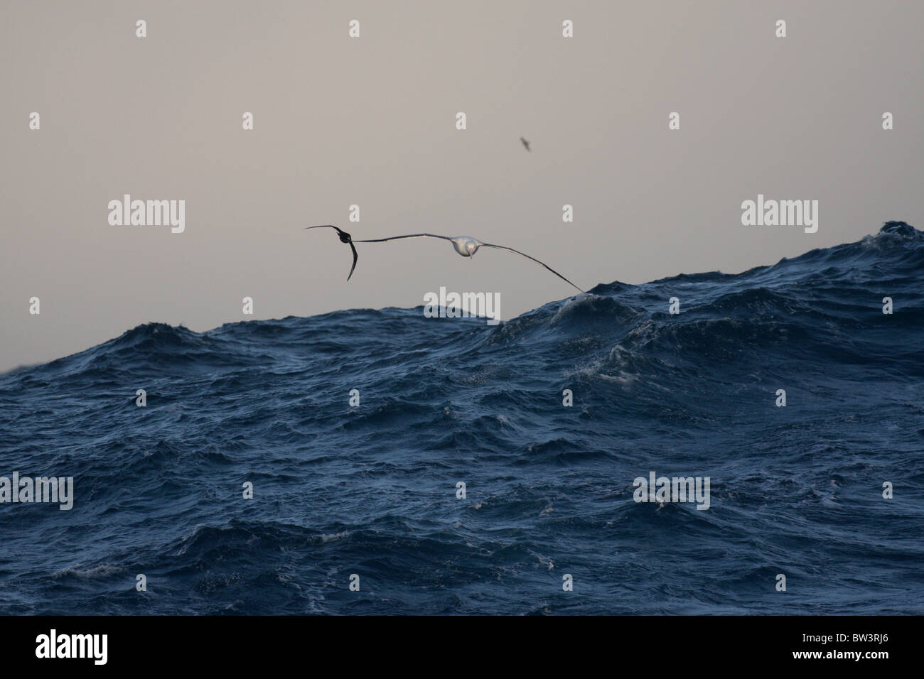 wandering albatross in profile flying over sea Stock Photo - Alamy