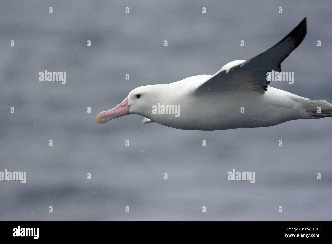 wandering albatross in profile flying over sea Stock Photo - Alamy