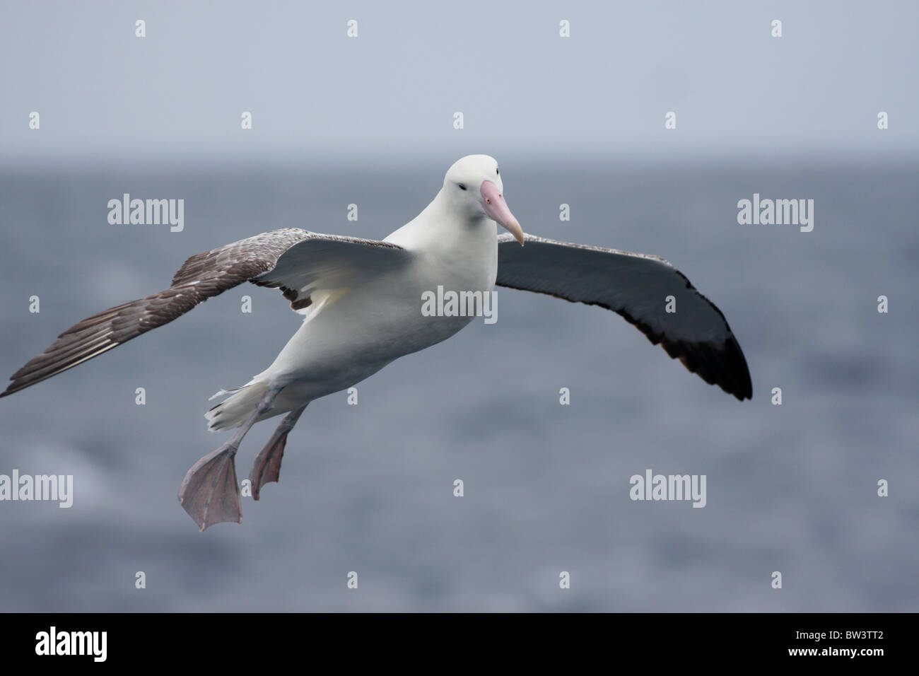wandering albatross in profile flying over sea Stock Photo - Alamy