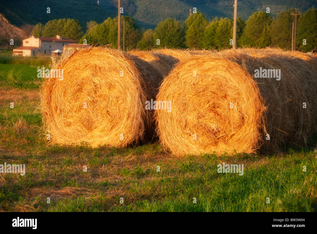 Tuscan hay roll hi-res stock photography and images - Alamy