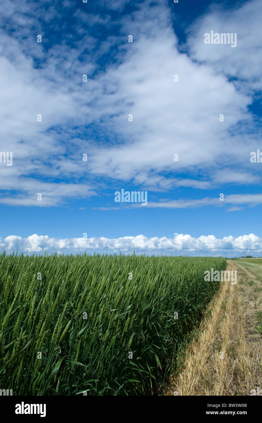 Manitoba rural hi-res stock photography and images - Alamy