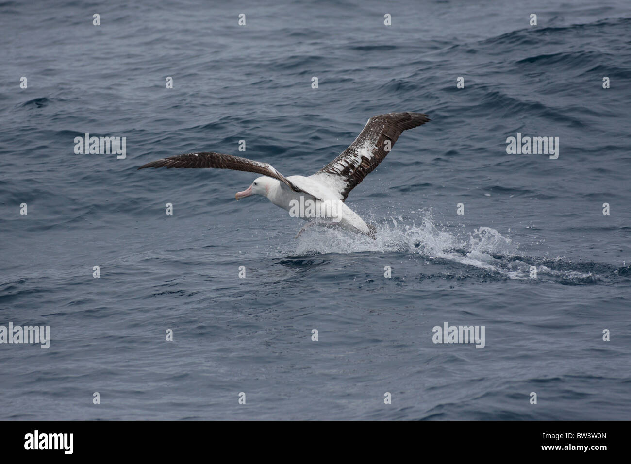 wandering albatross in profile flying over sea Stock Photo - Alamy