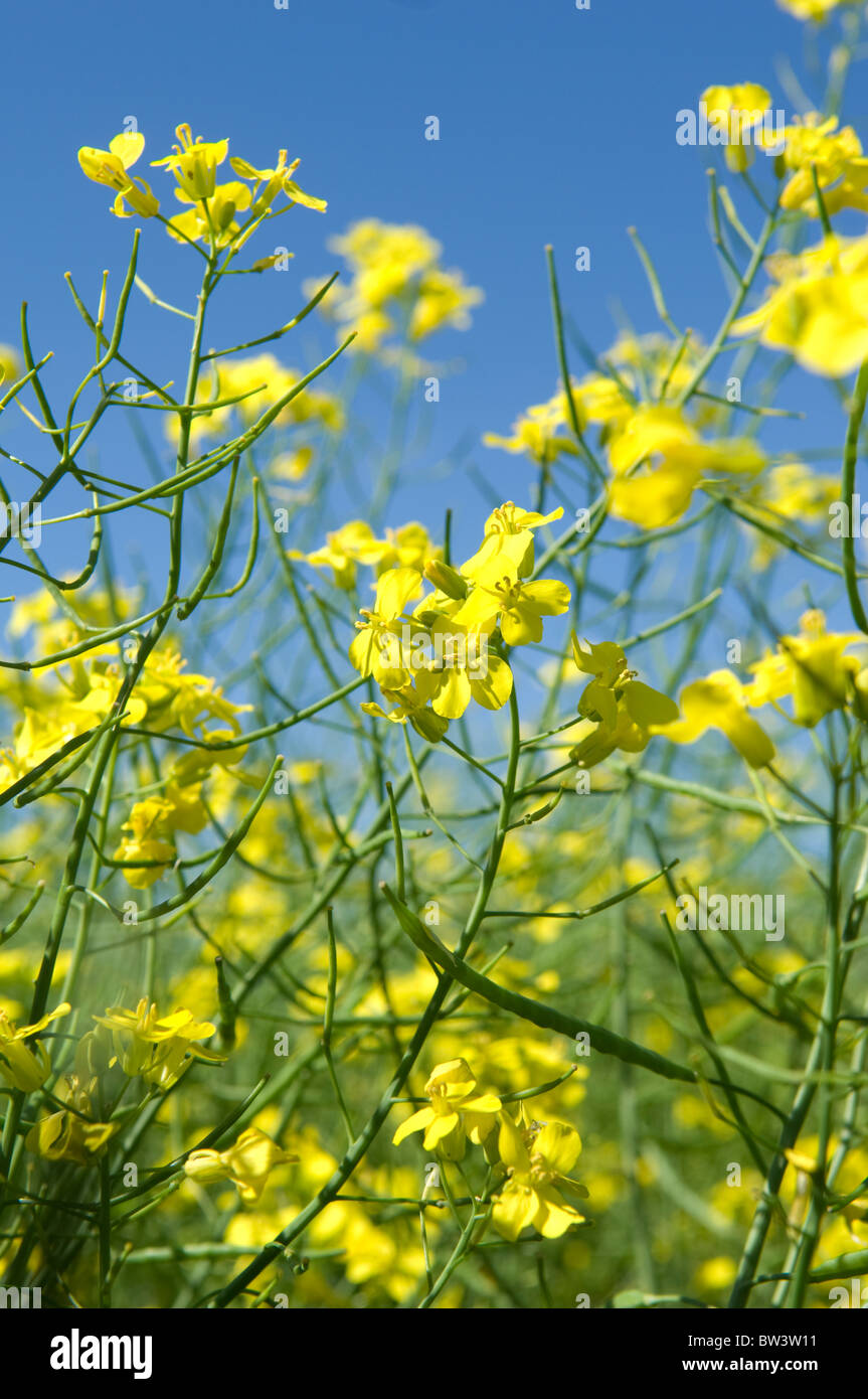 Growing canola hi-res stock photography and images - Alamy