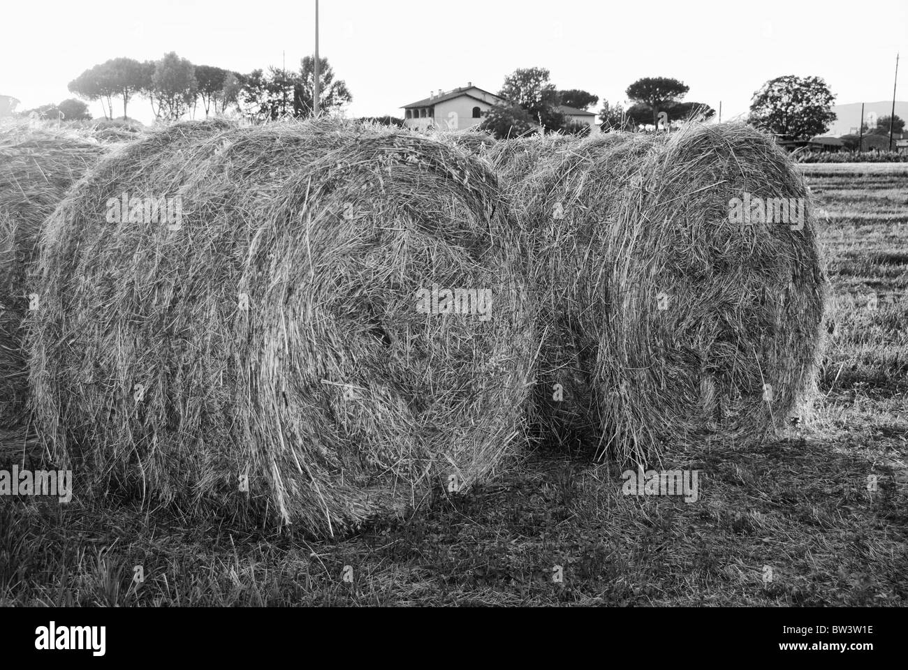 Straw bale in field Black and White Stock Photos & Images - Alamy